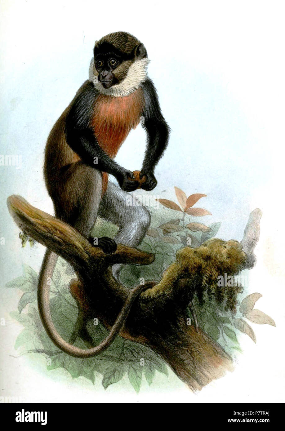 Cercopithecus erythrogaster hi-res stock photography and images - Alamy