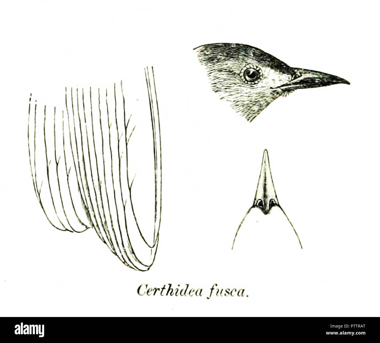 Certhidea fusca = Certhidea fusca / C. olivacea fusca Sclater & Salvin ...