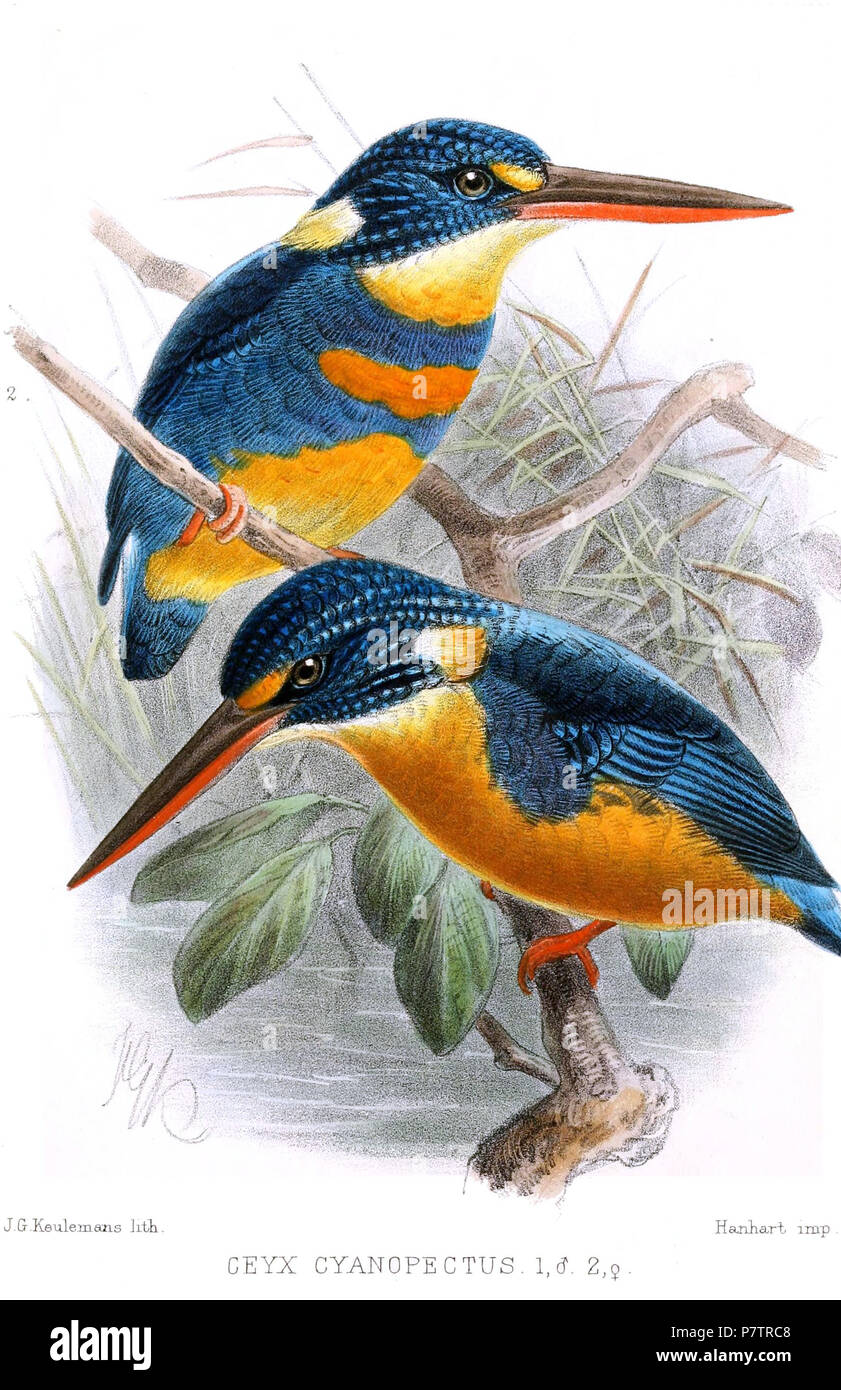 Cyanopectus hi-res stock photography and images - Alamy