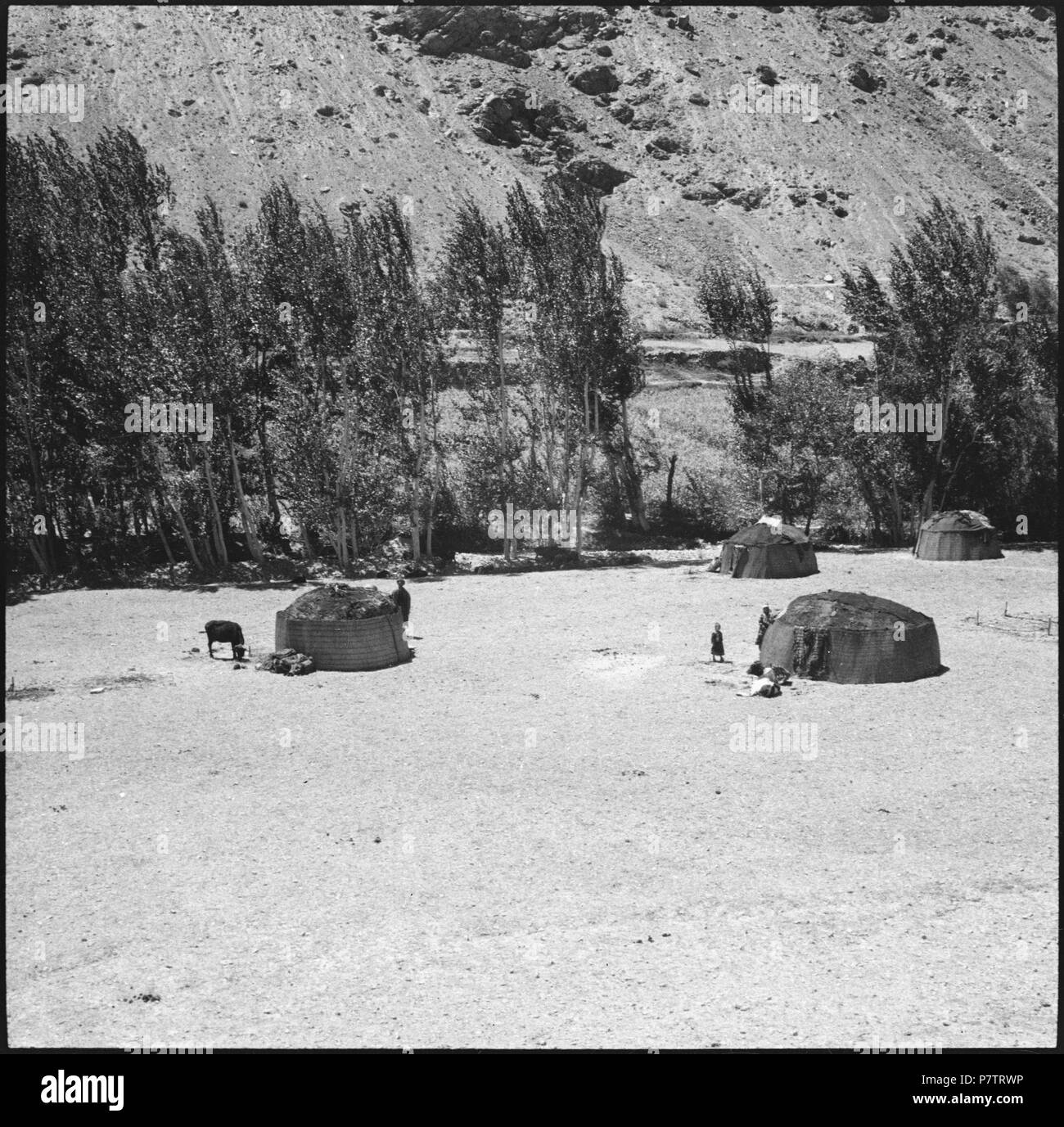 Shibar hi-res stock photography and images - Alamy