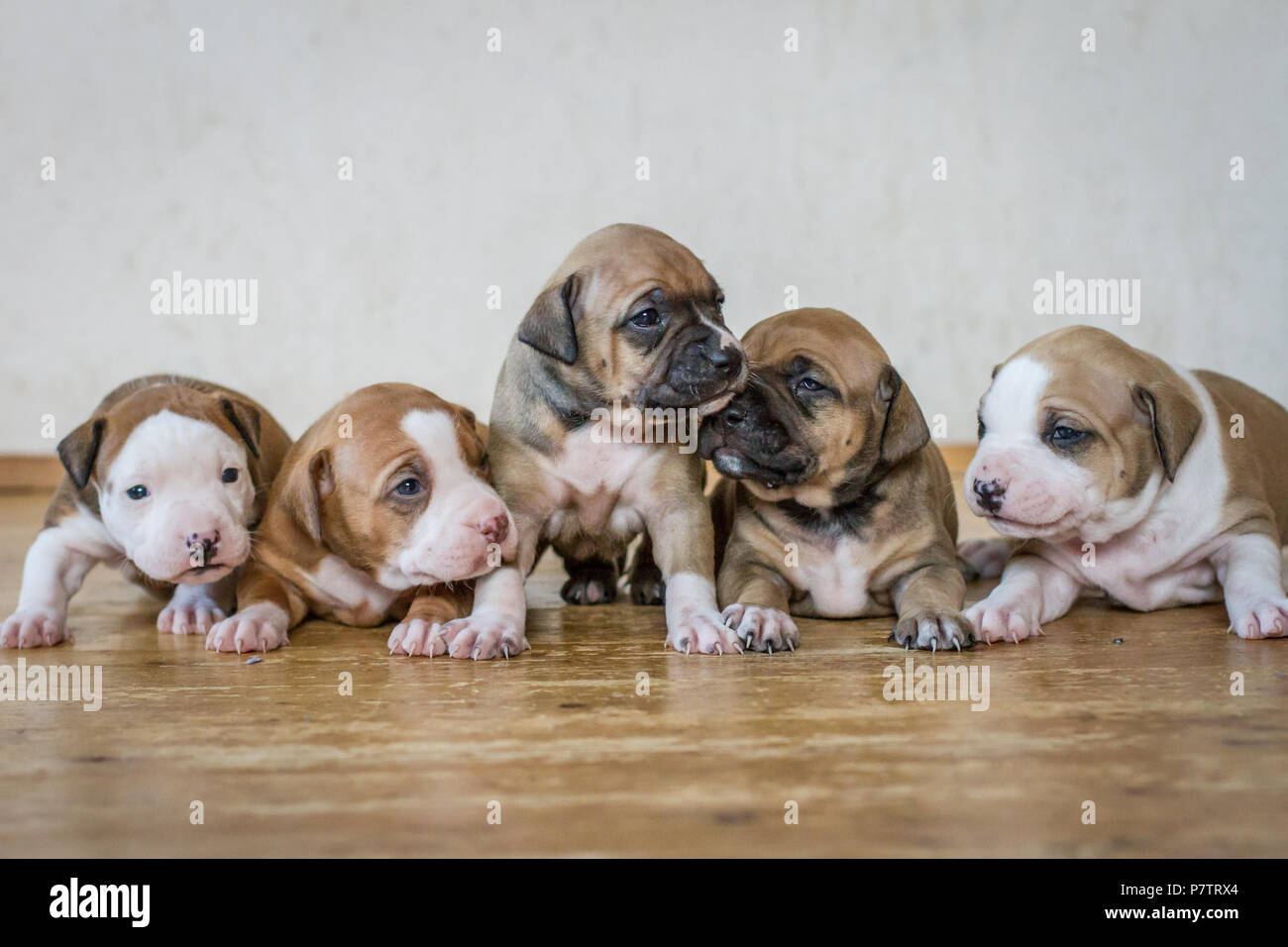 Five Bulldog puppies Stock Photo - Alamy