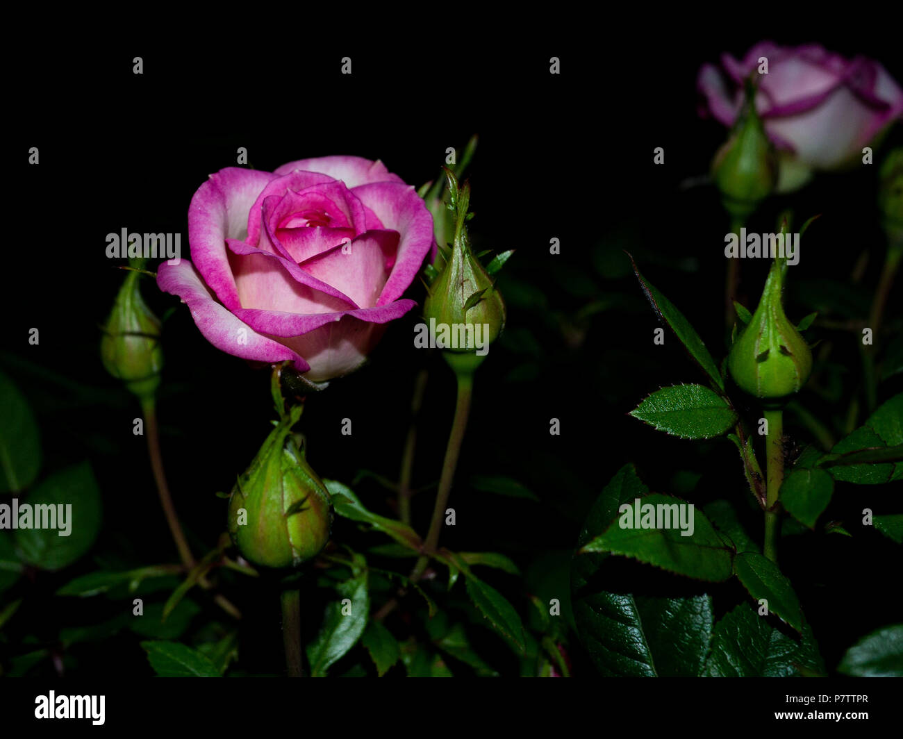 Gynaeceum hi-res stock photography and images - Alamy