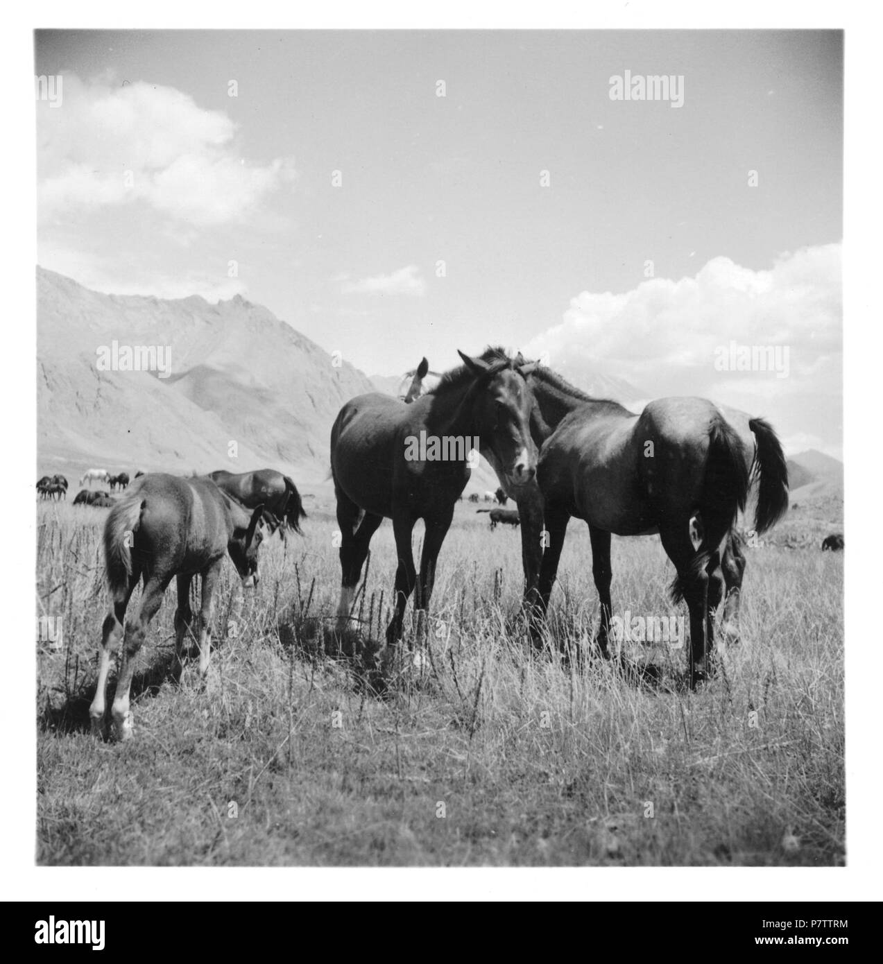 Elburs hi-res stock photography and images - Alamy