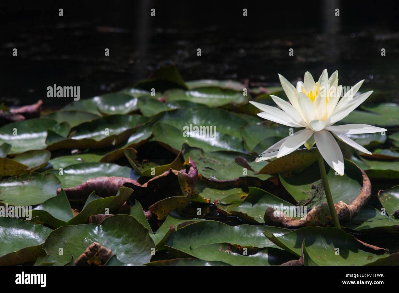 Beautiful serene Lotus flower on a calm lake water Stock Photo - Alamy
