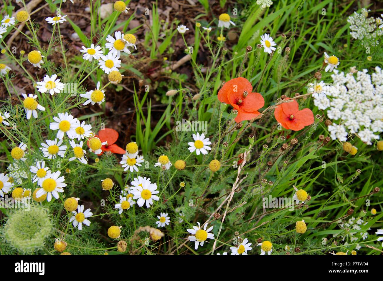Plants herbs wildflowers hi-res stock photography and images - Alamy