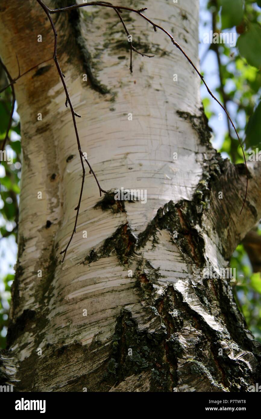 Mottled tree trunk hi-res stock photography and images - Alamy