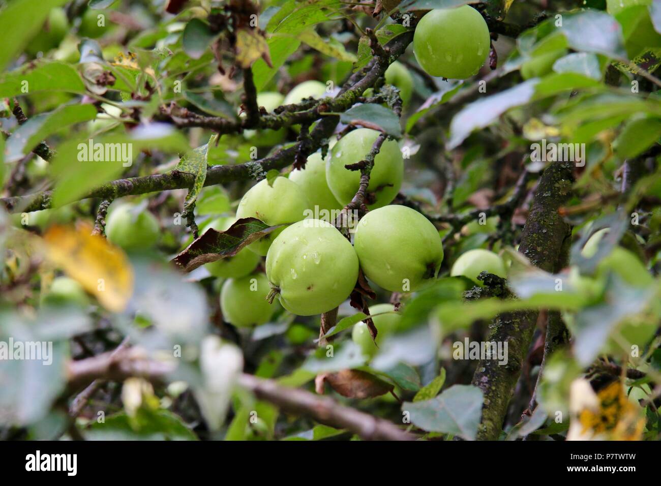 Gnarled fruit tree hi-res stock photography and images - Alamy
