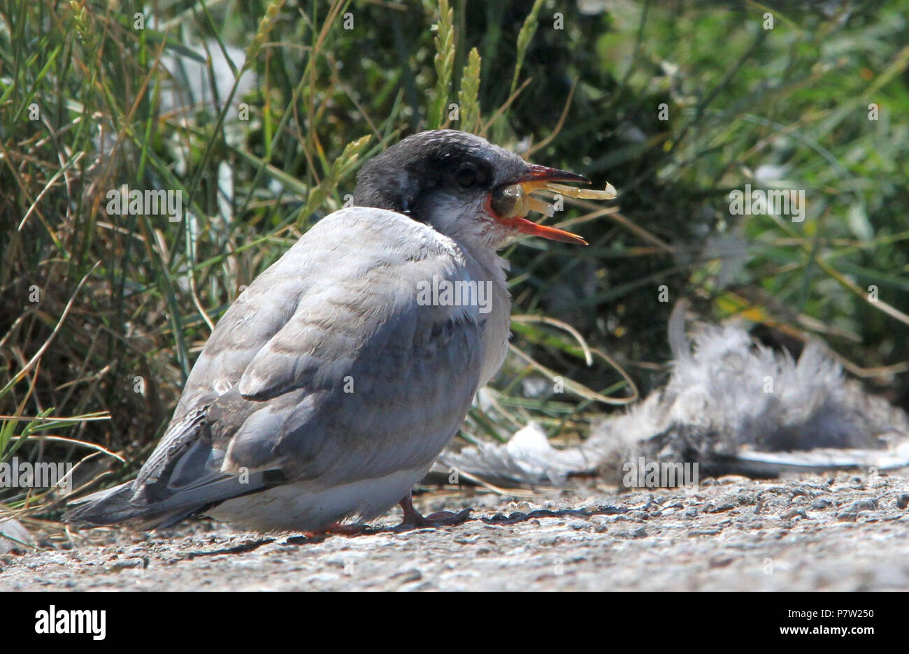 Eidersperrwerk, Germany. 02nd July, 2018. A young Arctic tern (Sterna ...