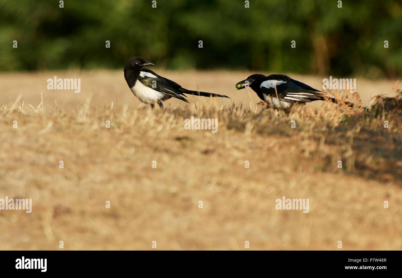 Magpie uk scavenging hi-res stock photography and images - Alamy