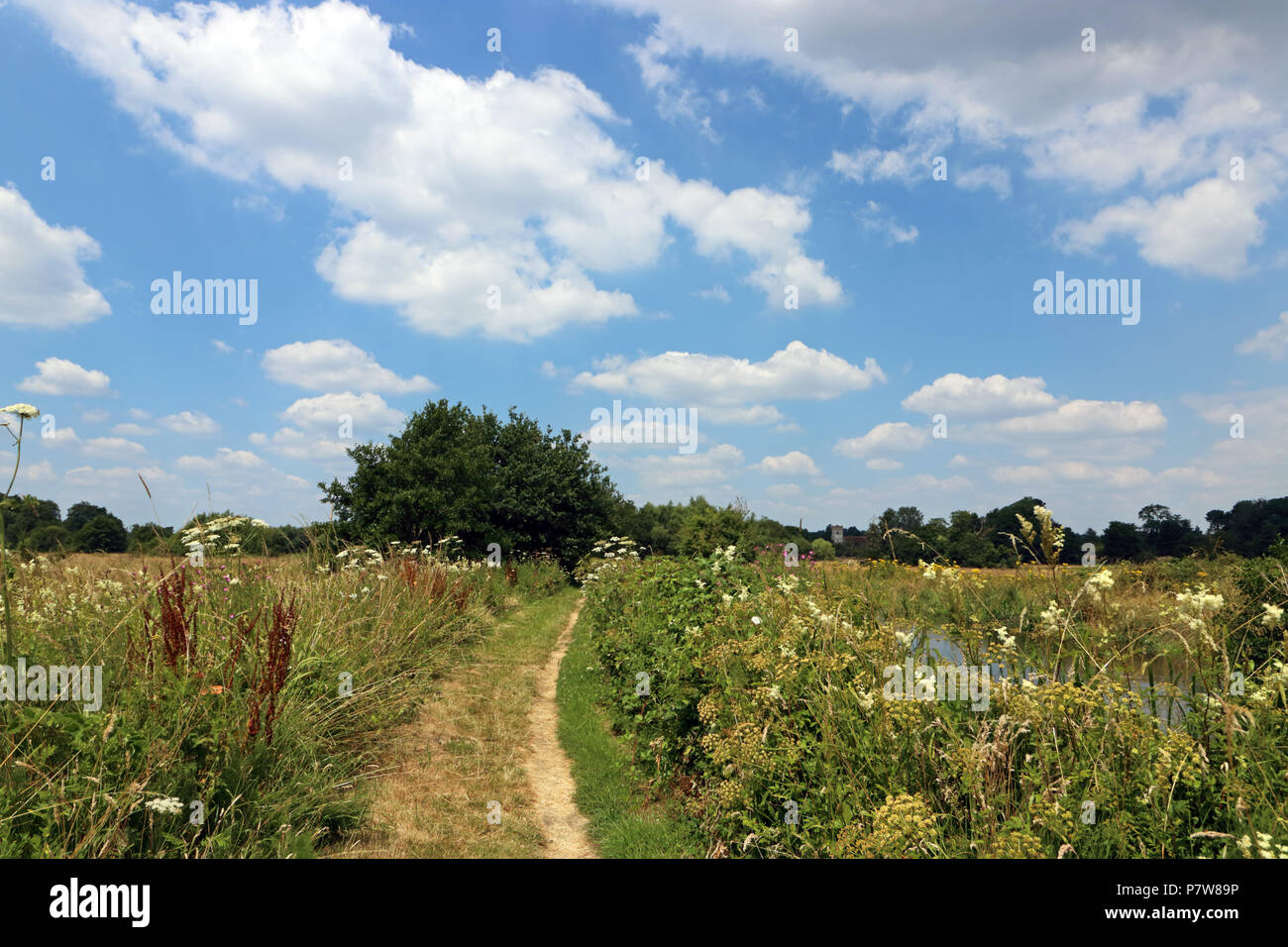 Send Surrey England UK. 8th July 2018. Beautiful countryside beside the ...