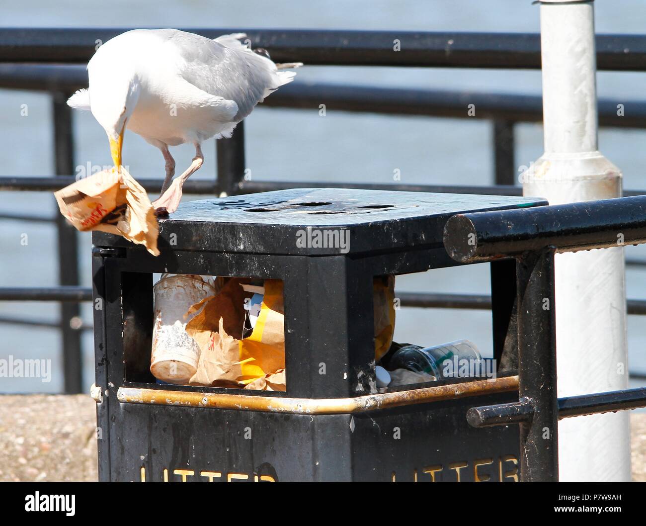 Wirral, UK. 8 July 2018. A Seagull scavarges for food during heatwave ...