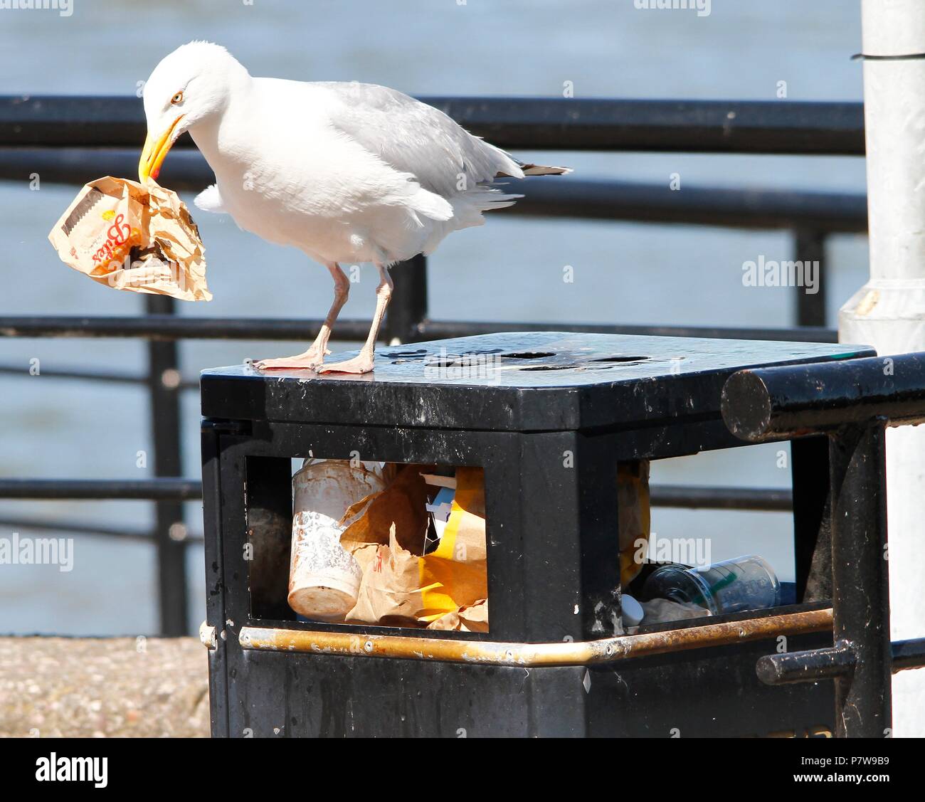 Wirral, UK. 8 July 2018. A Seagull scavarges for food during heatwave ...