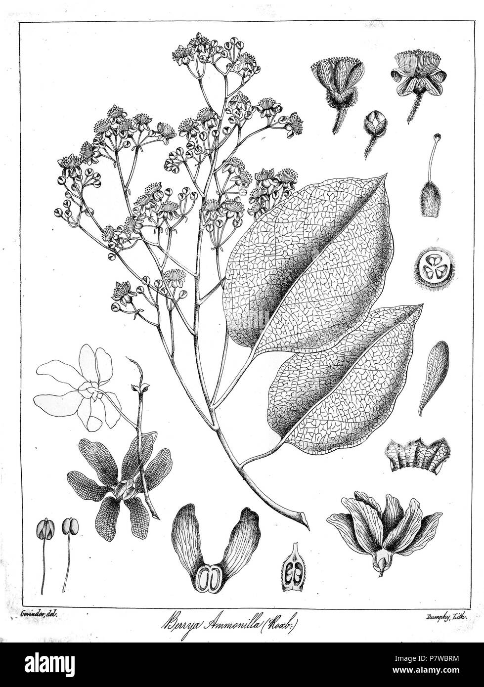 Berrya cordifolia . 1873 42 Berrya cordifolia Govindoo Stock Photo - Alamy