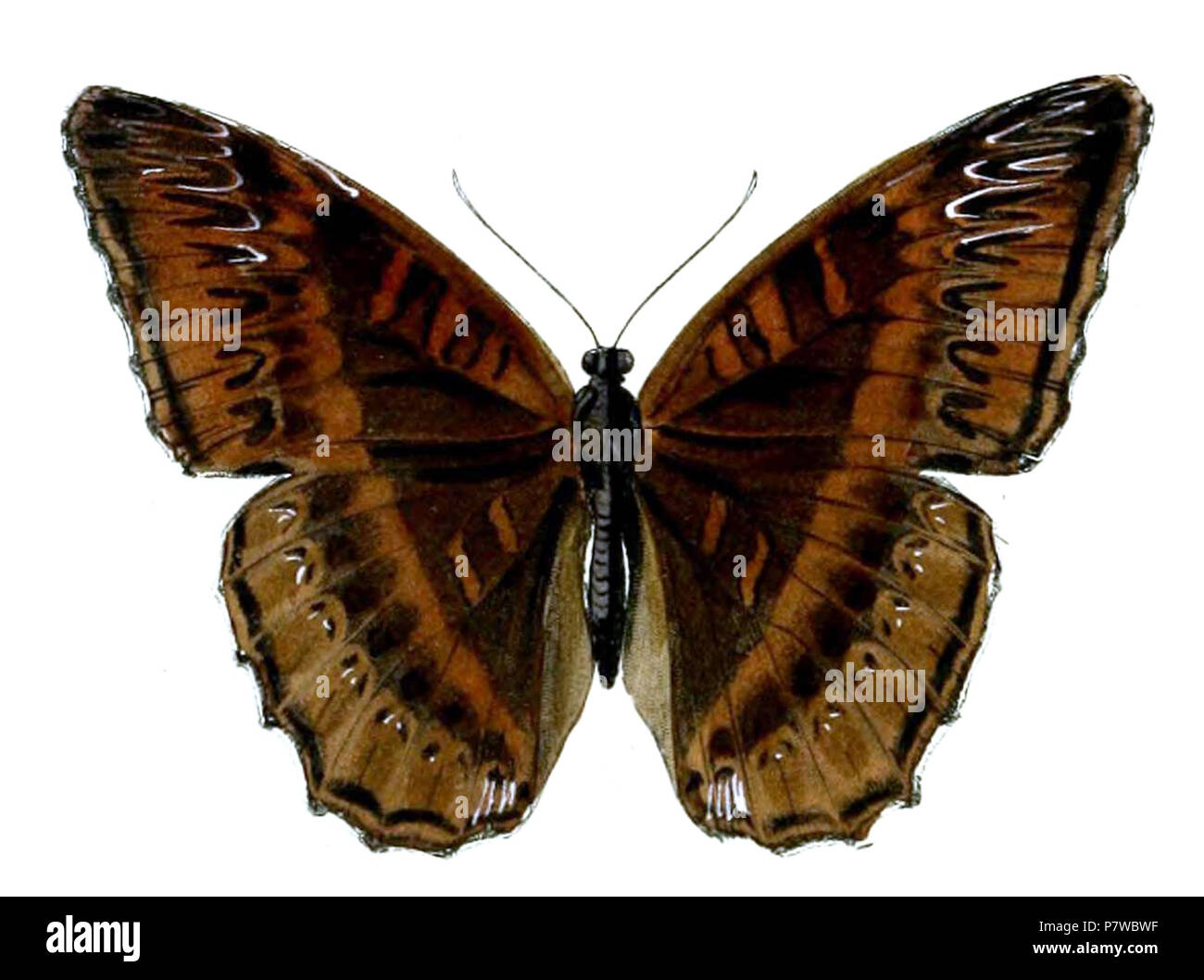 Lebadea austenia, 'Khasia Hills' = Bhagadatta austenia austenia (Moore ...