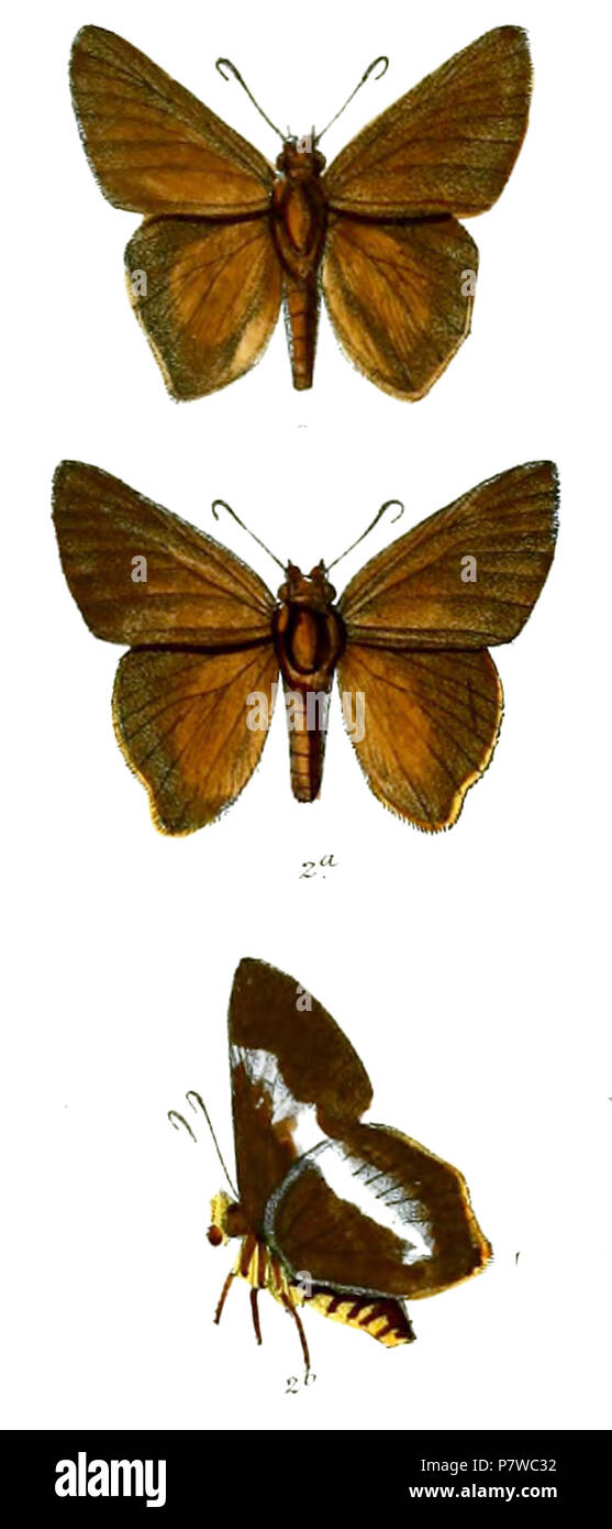 Bibasis sena; male (above), female (middle), male underside (lower ...