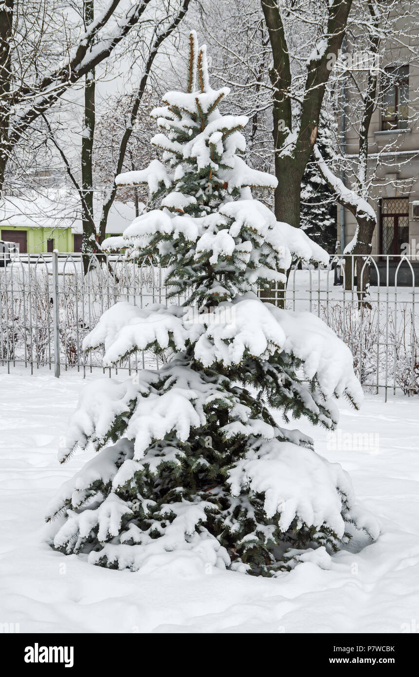 A cold January snow covered the young fir in the city park against the ...