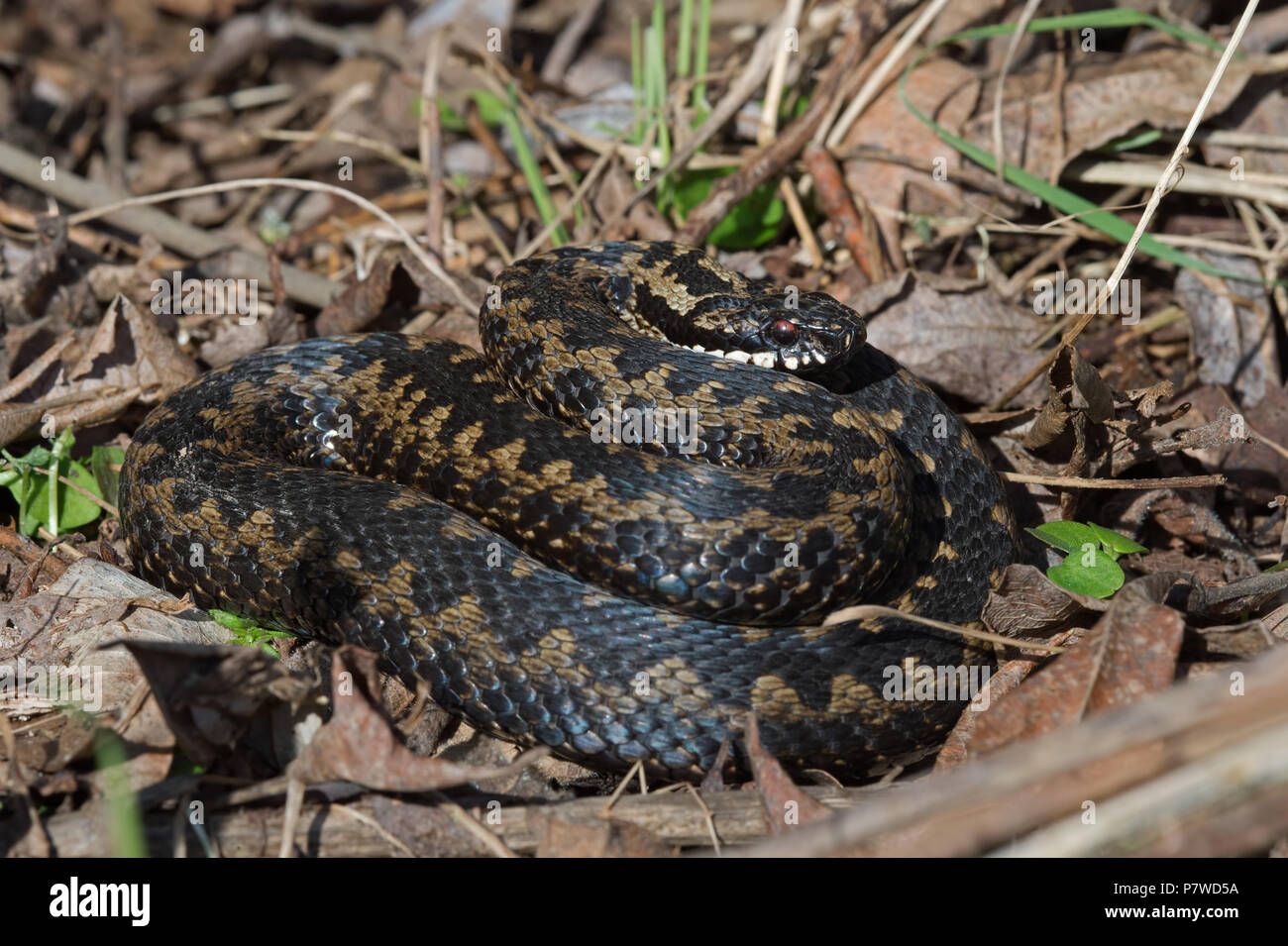 Common European Viper (Vipera berus Stock Photo - Alamy