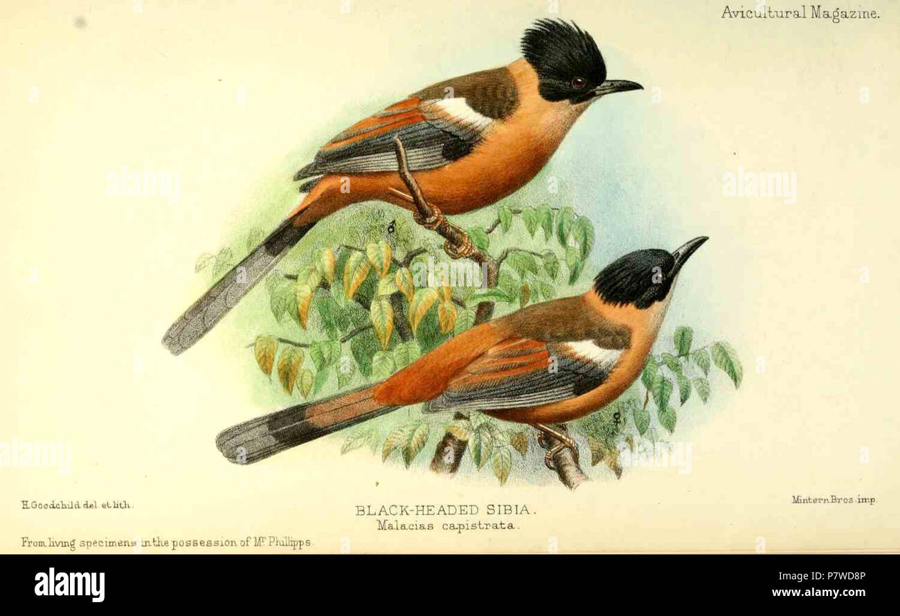 English: The Rufous Sibia (Heterophasia capistrata, formerly known as ...
