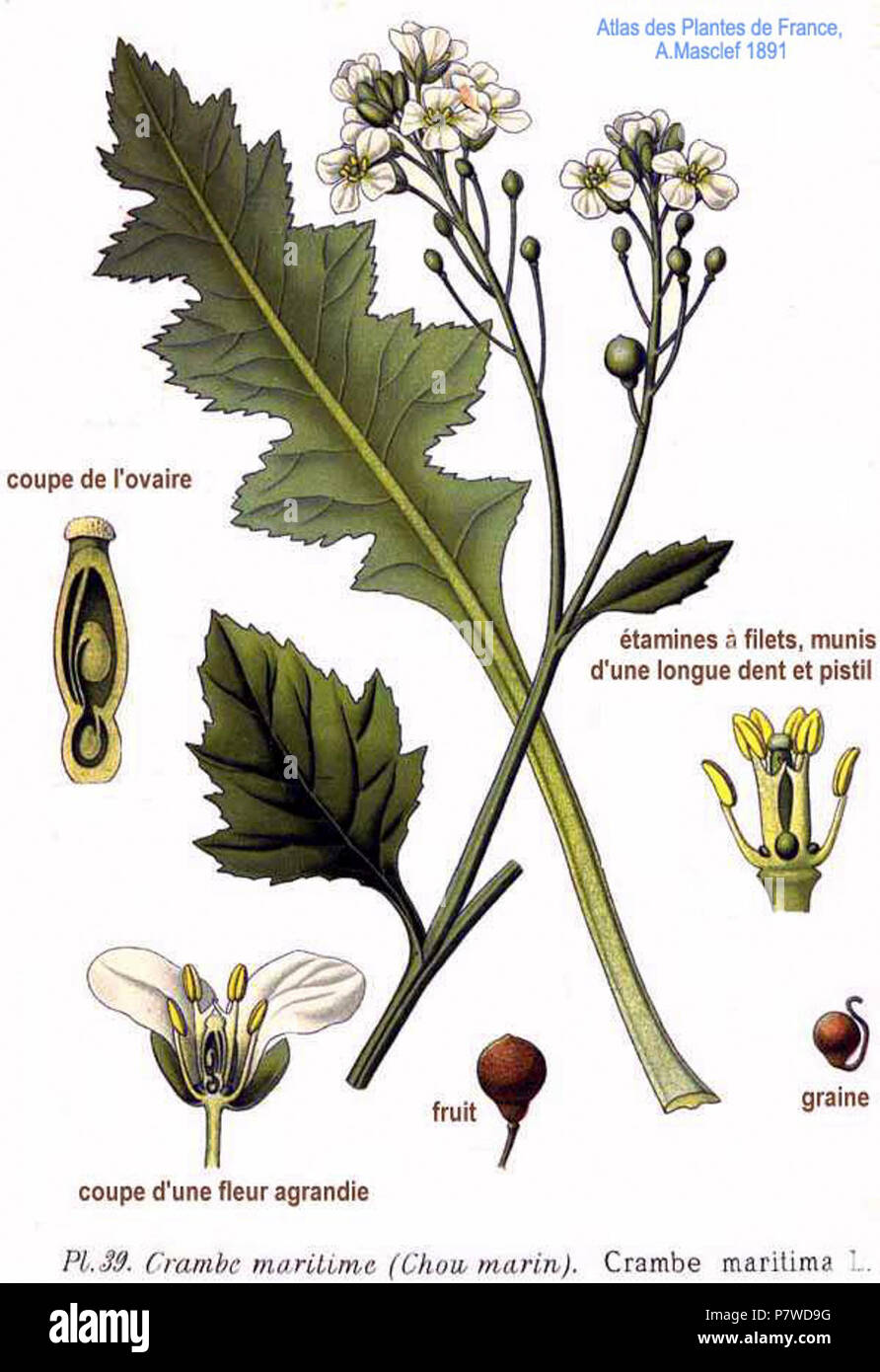 Crambe maritima l hi-res stock photography and images - Alamy