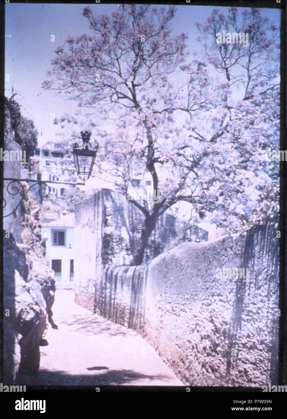 Colour Photograph (Omnicolore) of a Blue Tree and Alleyway in Funchal ...