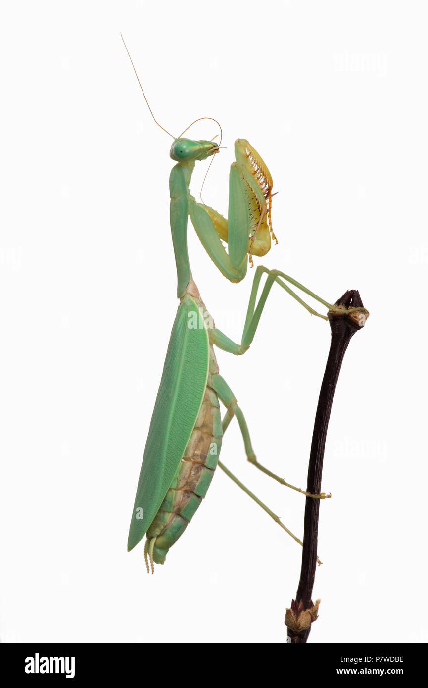 Insect praying mantis close up Cut Out Stock Images & Pictures - Alamy