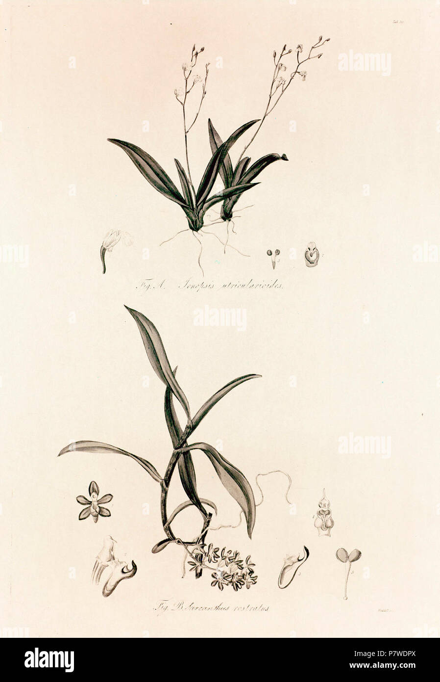 39a Ionopsis utricularioides 39b Sarcanthus rostratus - John Lindley ...