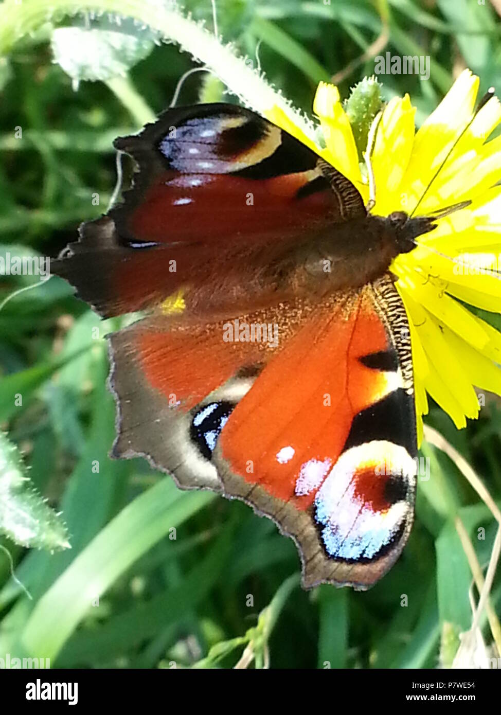 A cockroach butterfly floraging a yellow flower Stock Photo - Alamy