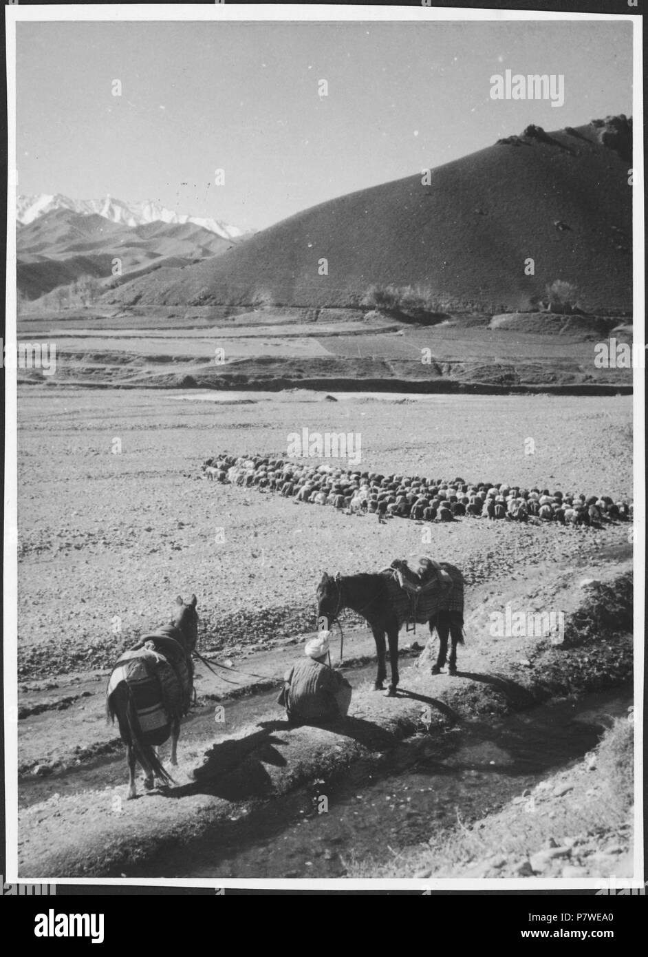 Shibar hi-res stock photography and images - Alamy