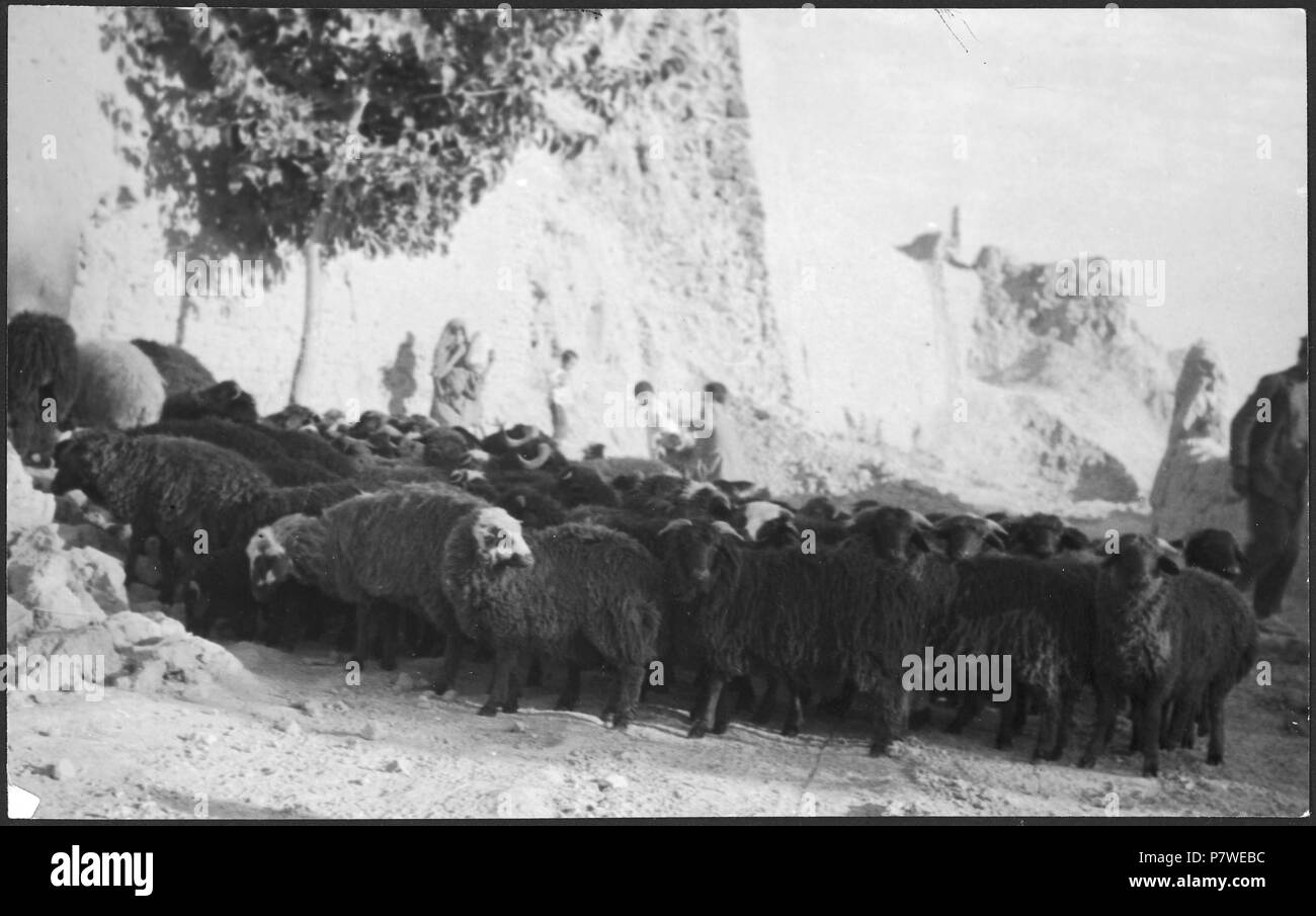 Afghanistan, Turkestan: Tiere; Schafherde neben Häusern. from 1939 ...
