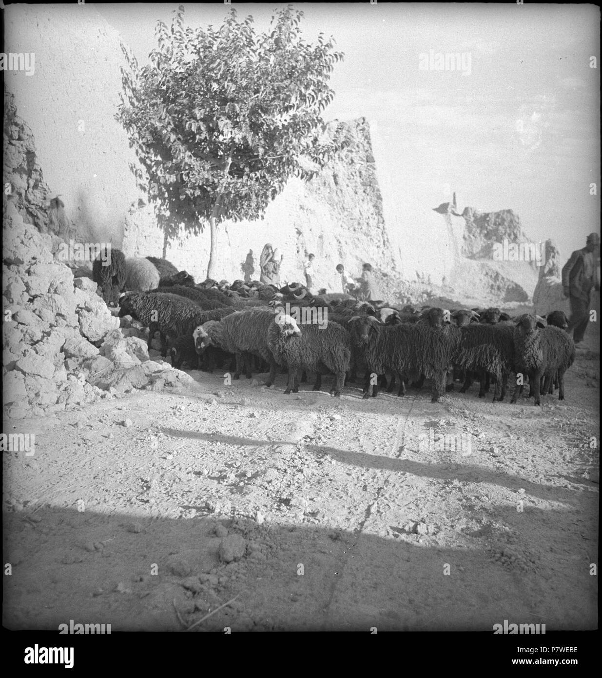 Afghanistan, Turkestan: Tiere; Schafherde neben Mauern. from 1939 until ...