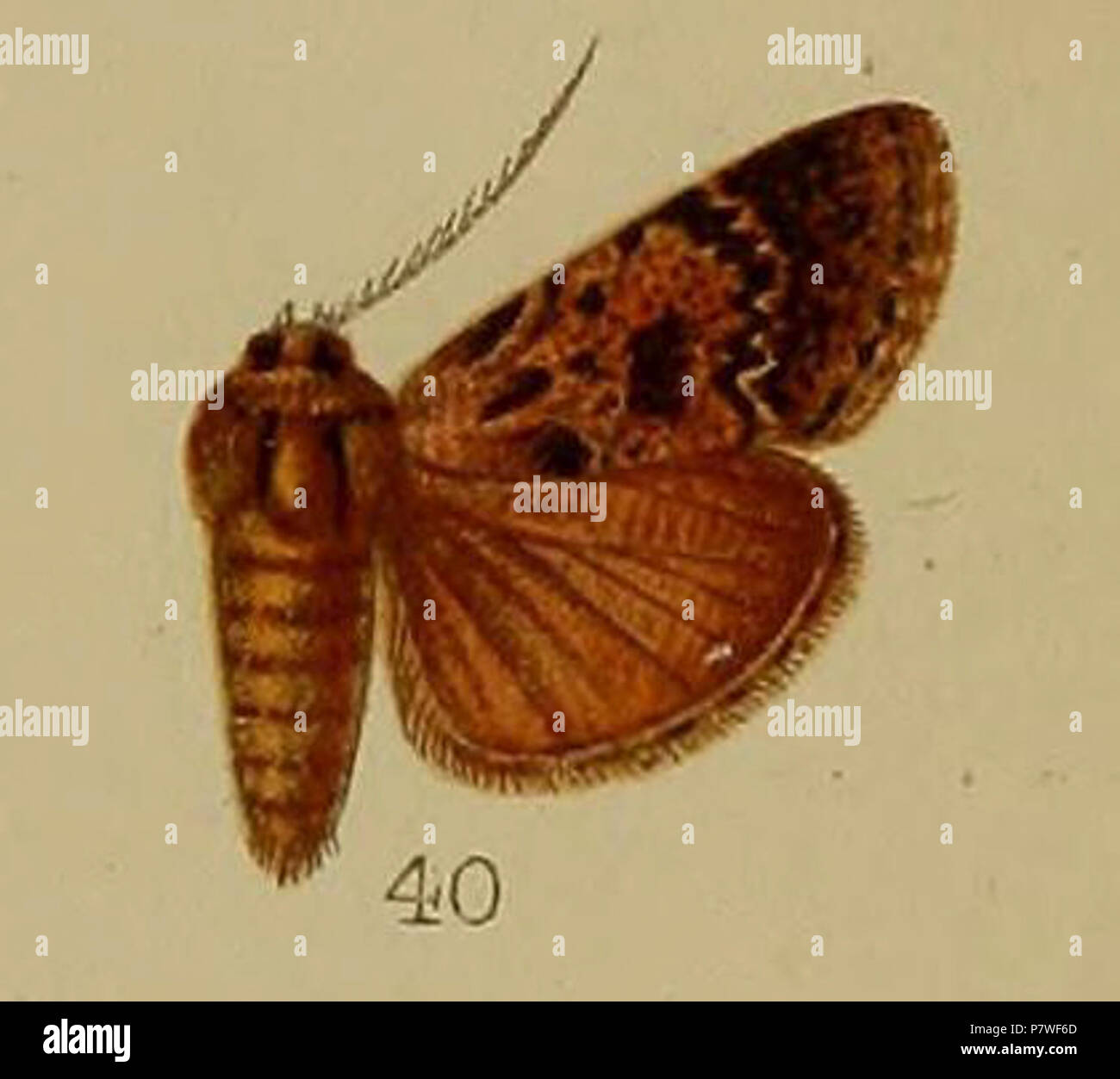 Macalla hi-res stock photography and images - Alamy