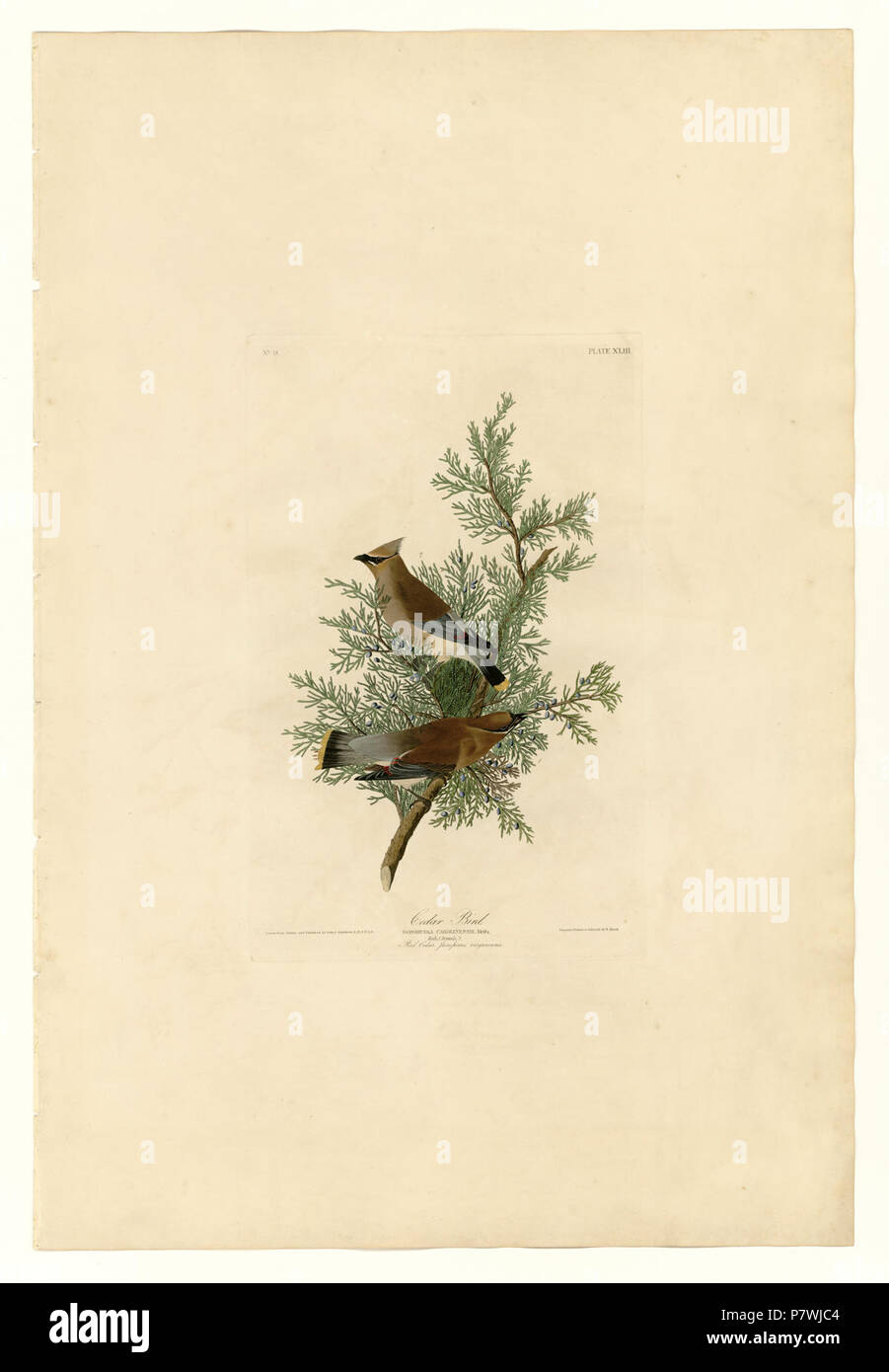 43 Cedar Bird Stock Photo - Alamy