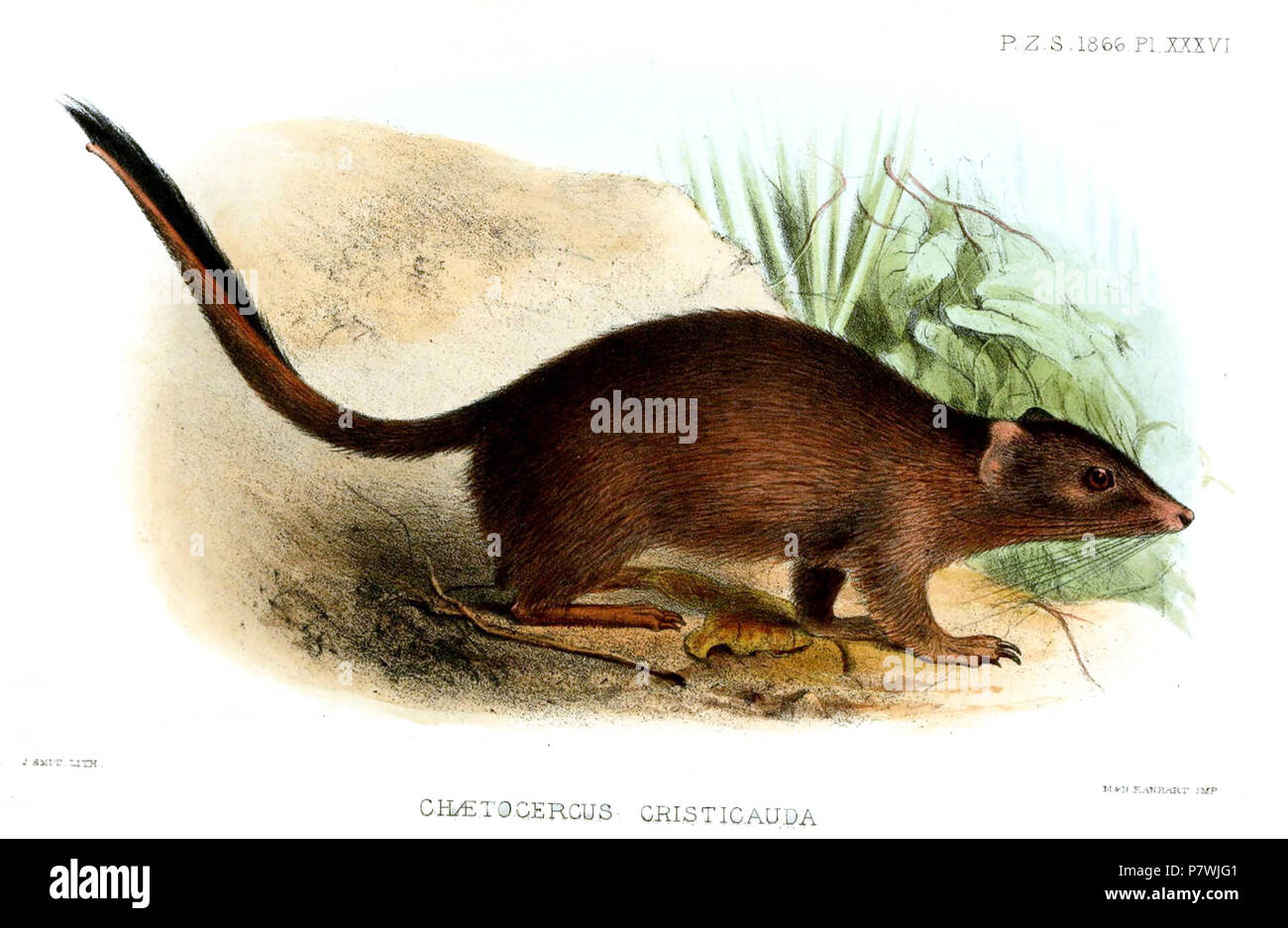 Crest tailed mulgara hi-res stock photography and images - Alamy