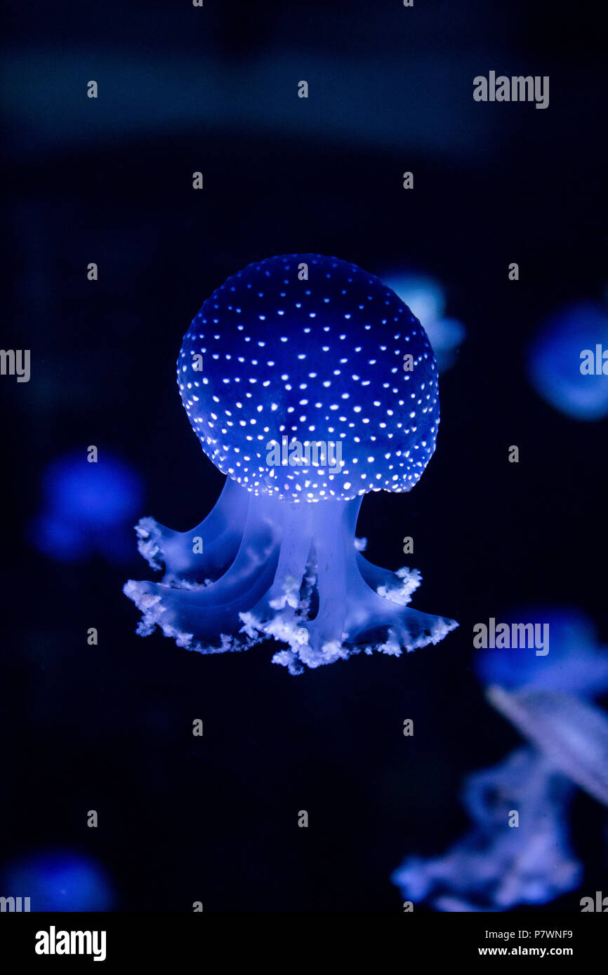 Blue floating bell in aquarium Stock Photo - Alamy
