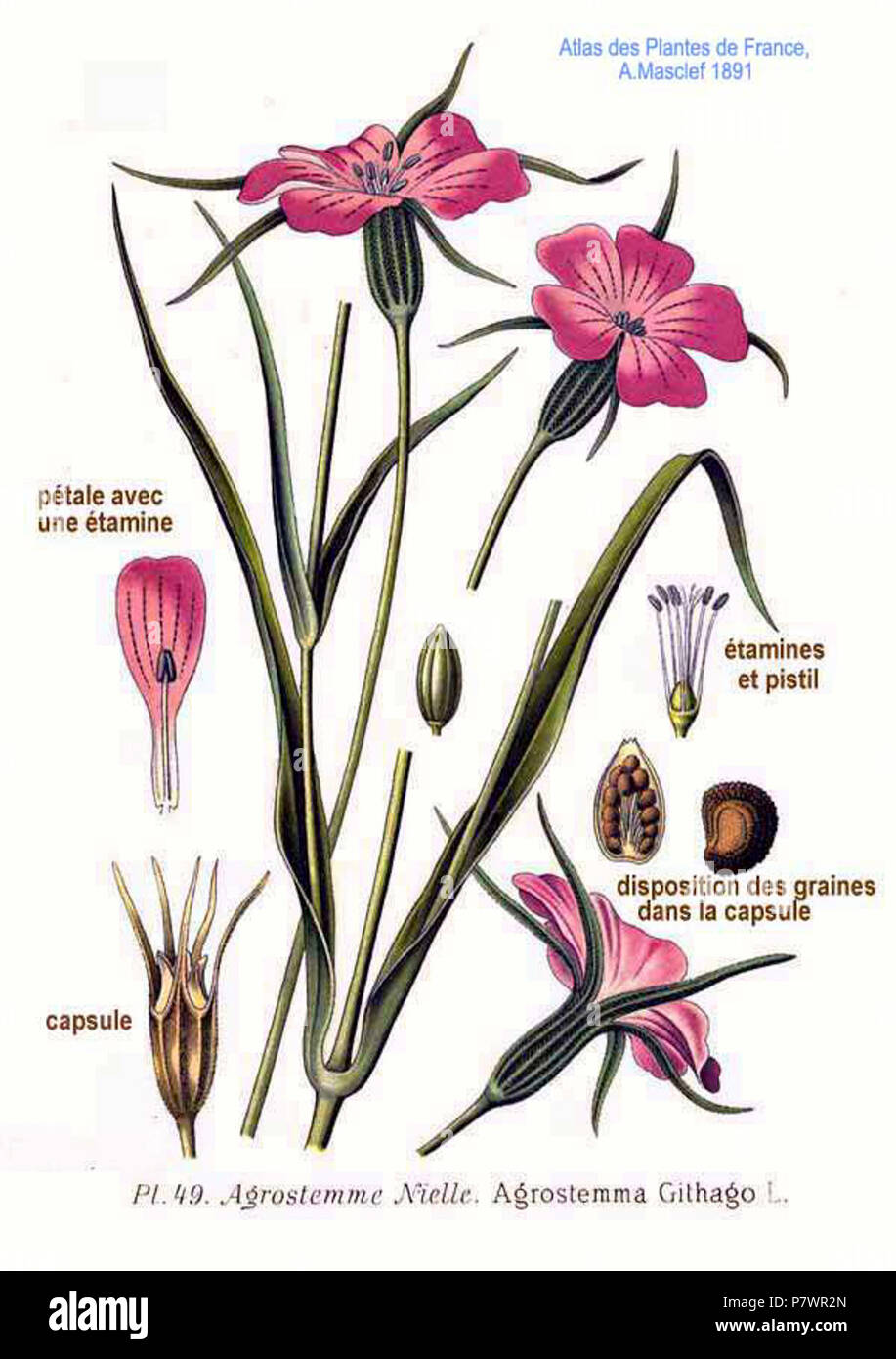 49 Agrostemma githago L Stock Photo - Alamy
