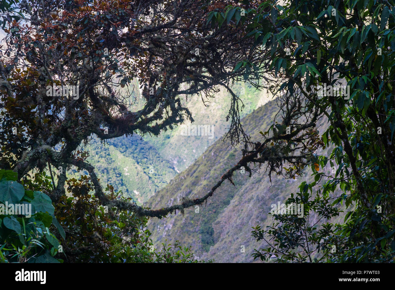The wild tropical rainforest shapes a window to the sacred valley and ...