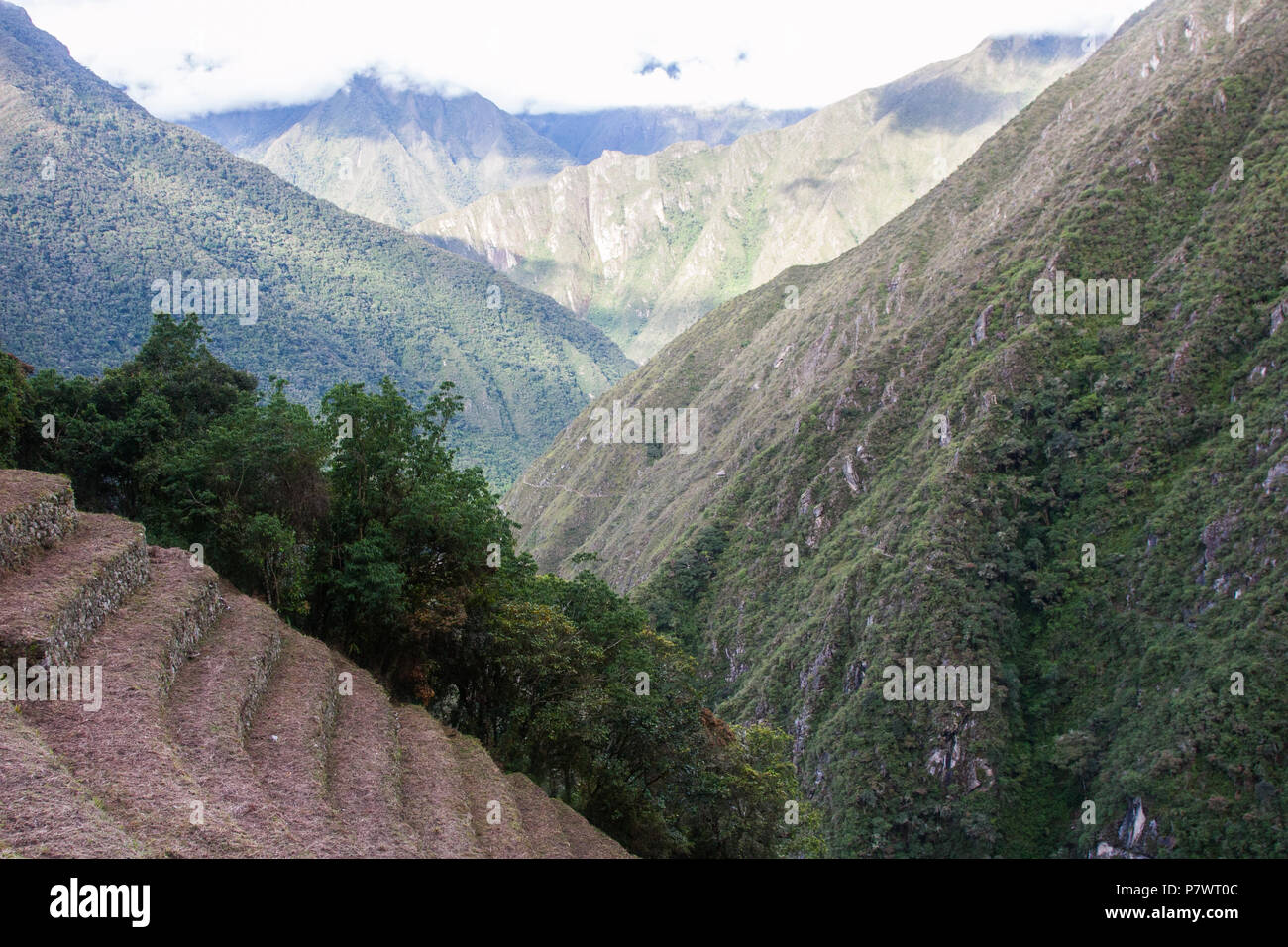 Inca ruins terraces of agriculture centre with the beautiful wild green ...