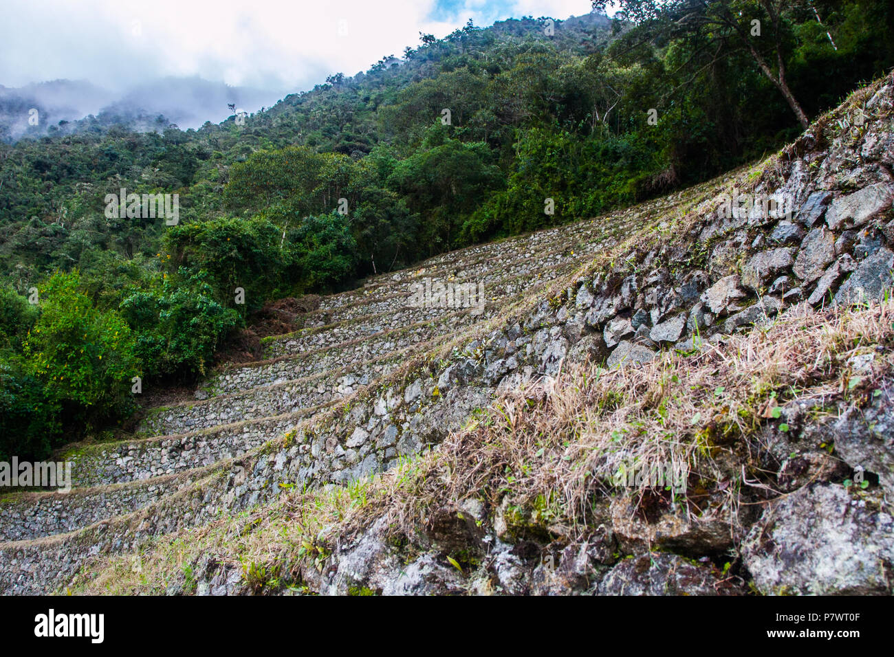 Stone Inca farming terraces hidden in the nature of the mountains. Peru ...