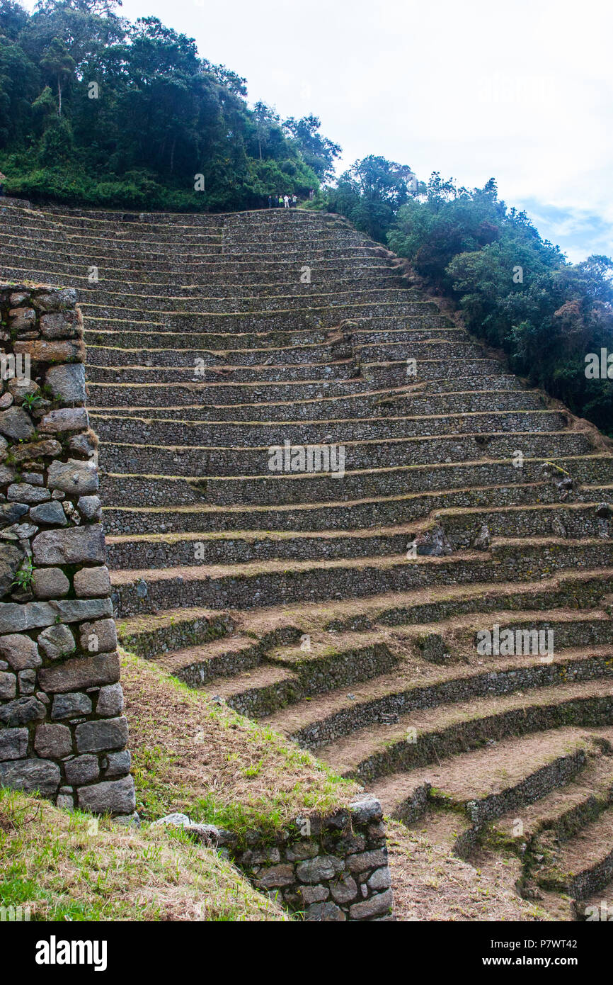 Agriculture centre terraces covered by grass with the Andes mountains ...