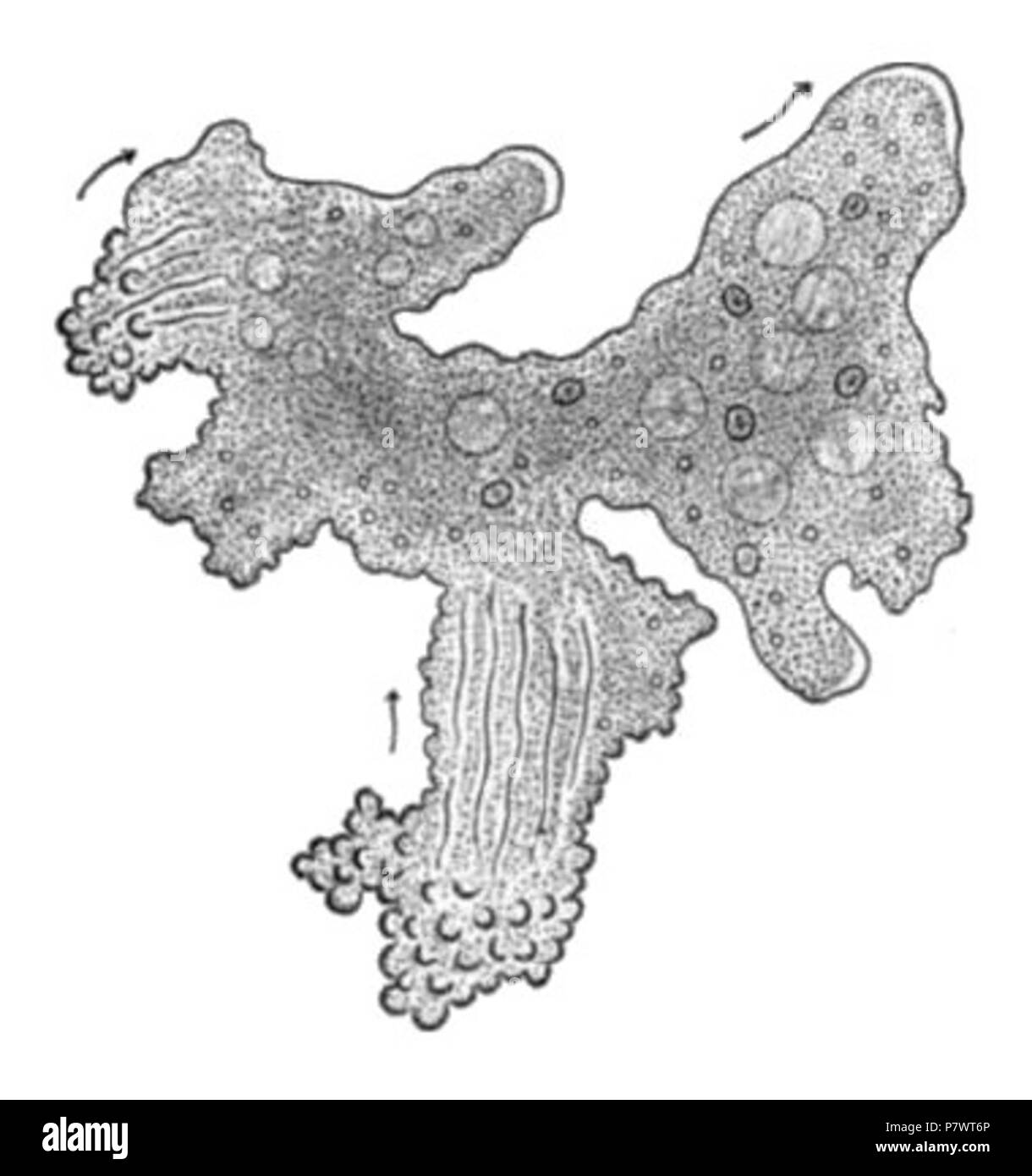 Pelomyxa Black and White Stock Photos & Images - Alamy