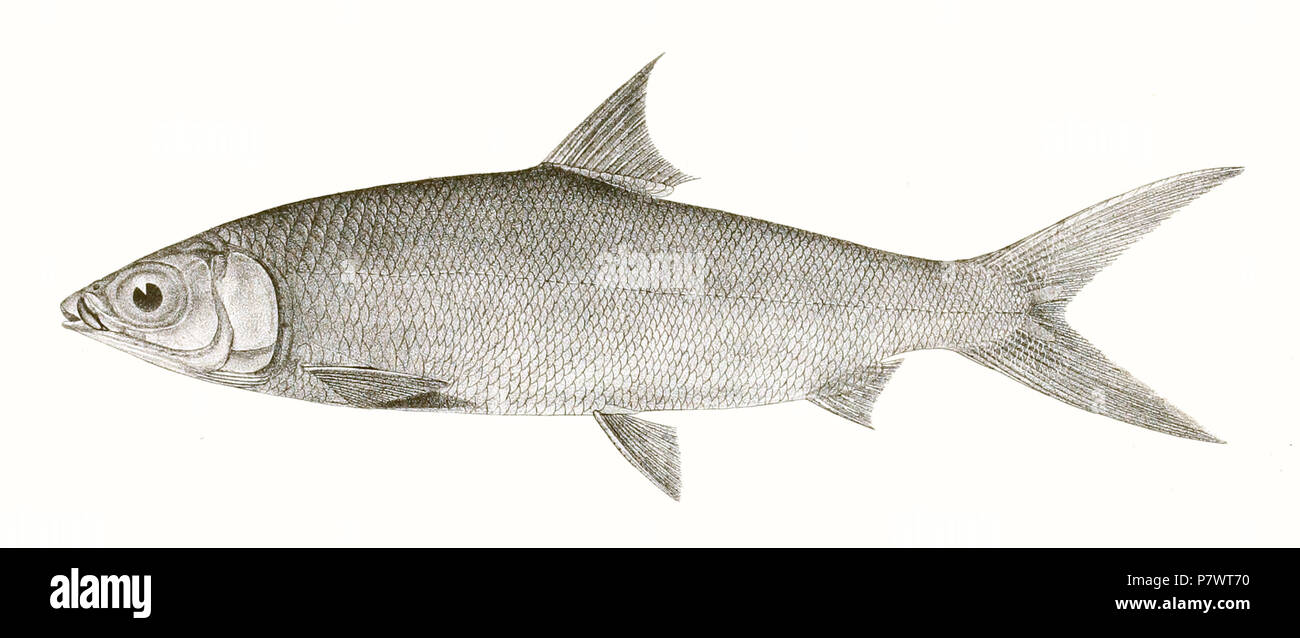 The species names / identity need verification - original names from ...