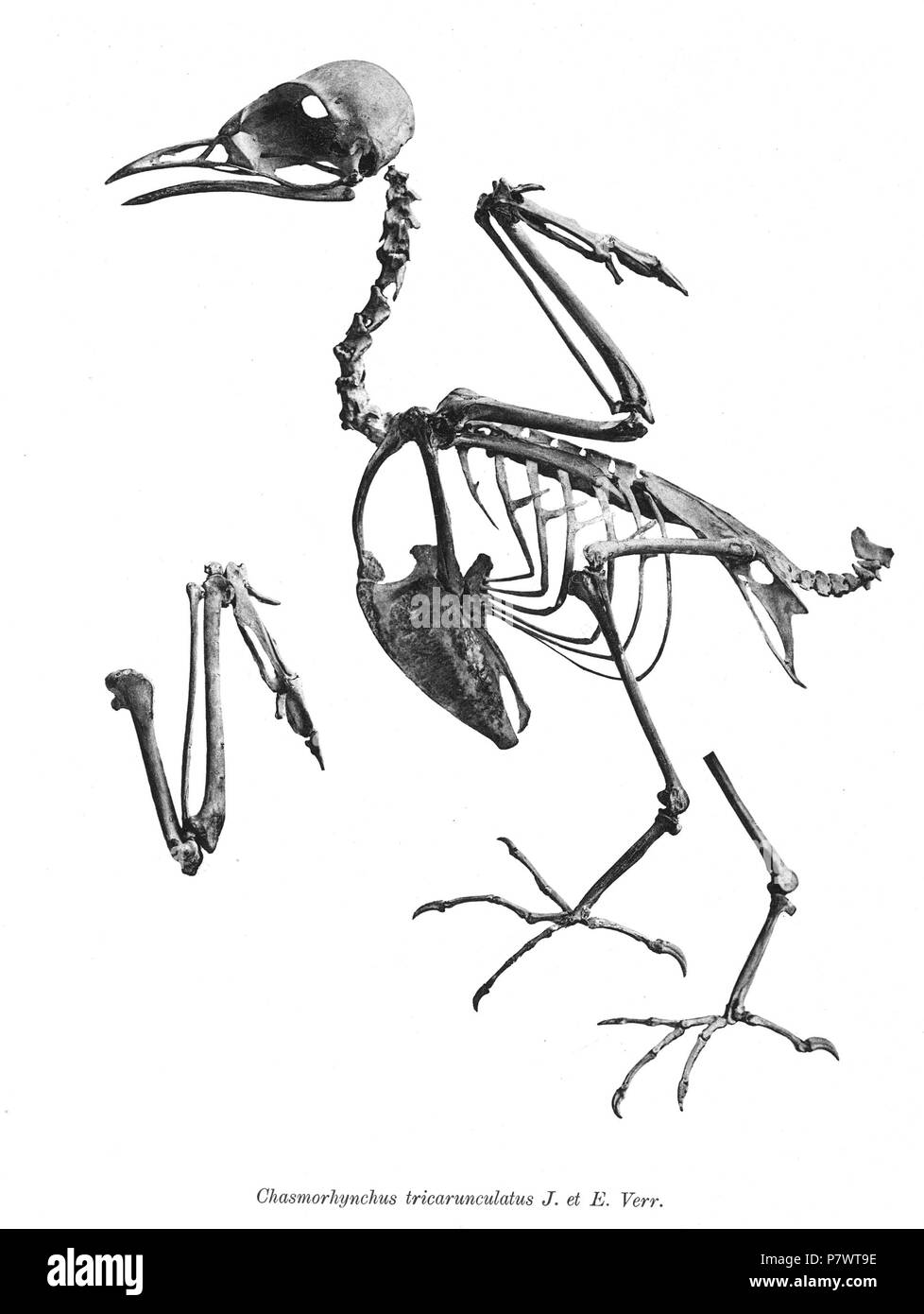 Scientific analysis of avian anatomy hi-res stock photography and ...