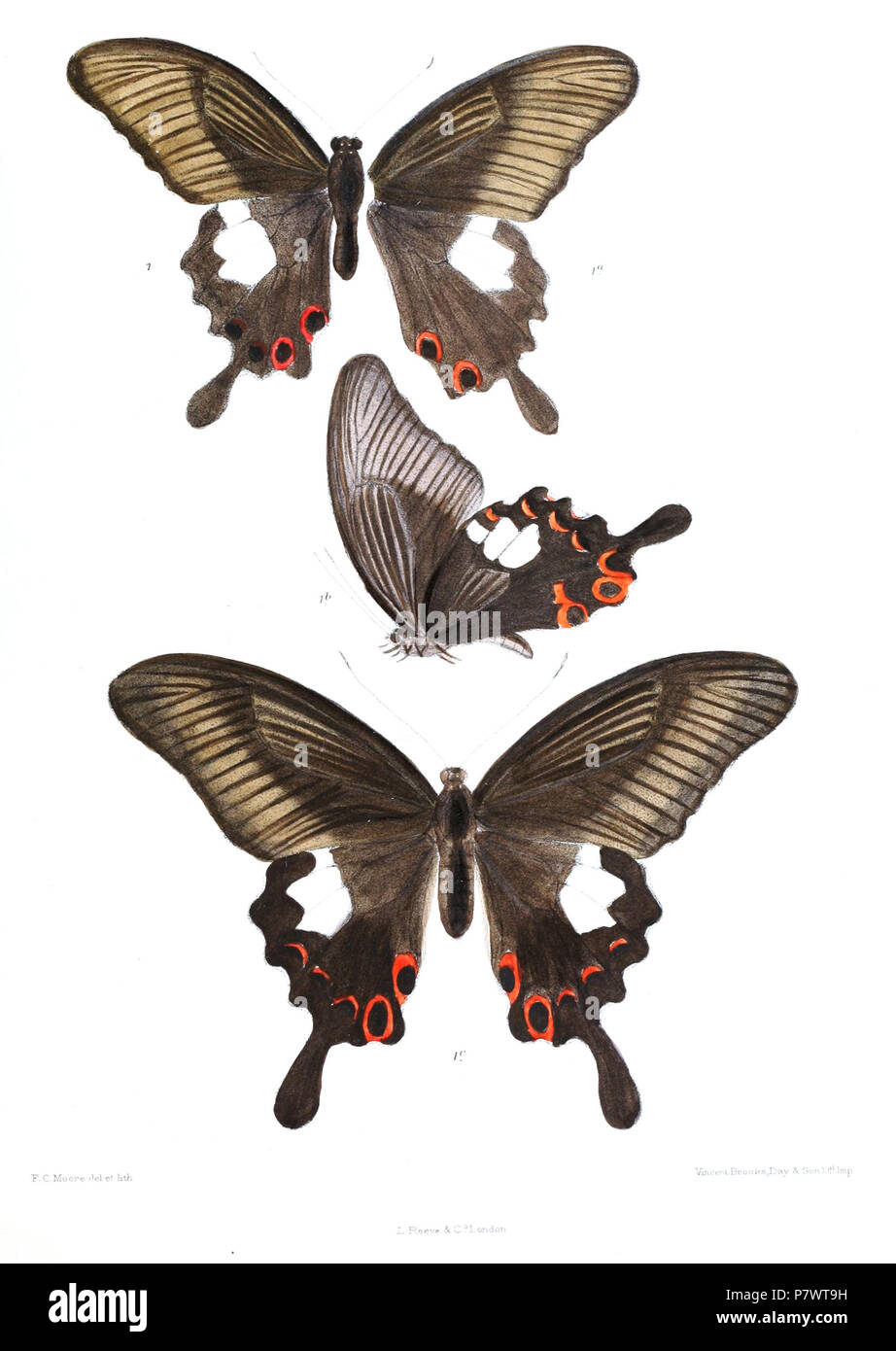 Helenus hi-res stock photography and images - Alamy