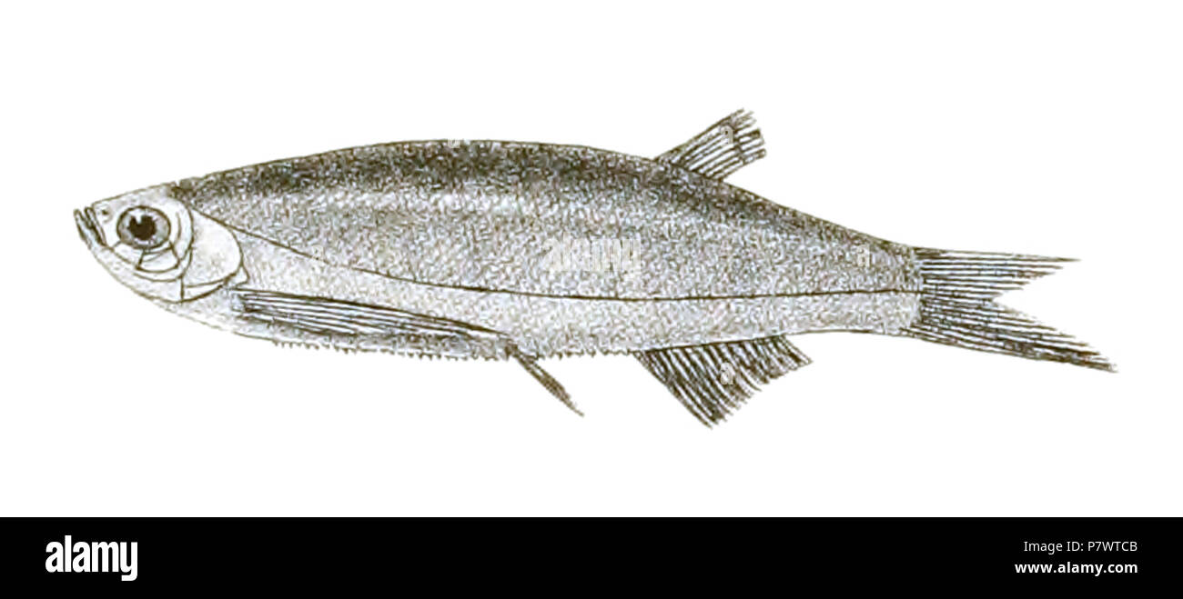 The species names / identity need verification - original names from ...