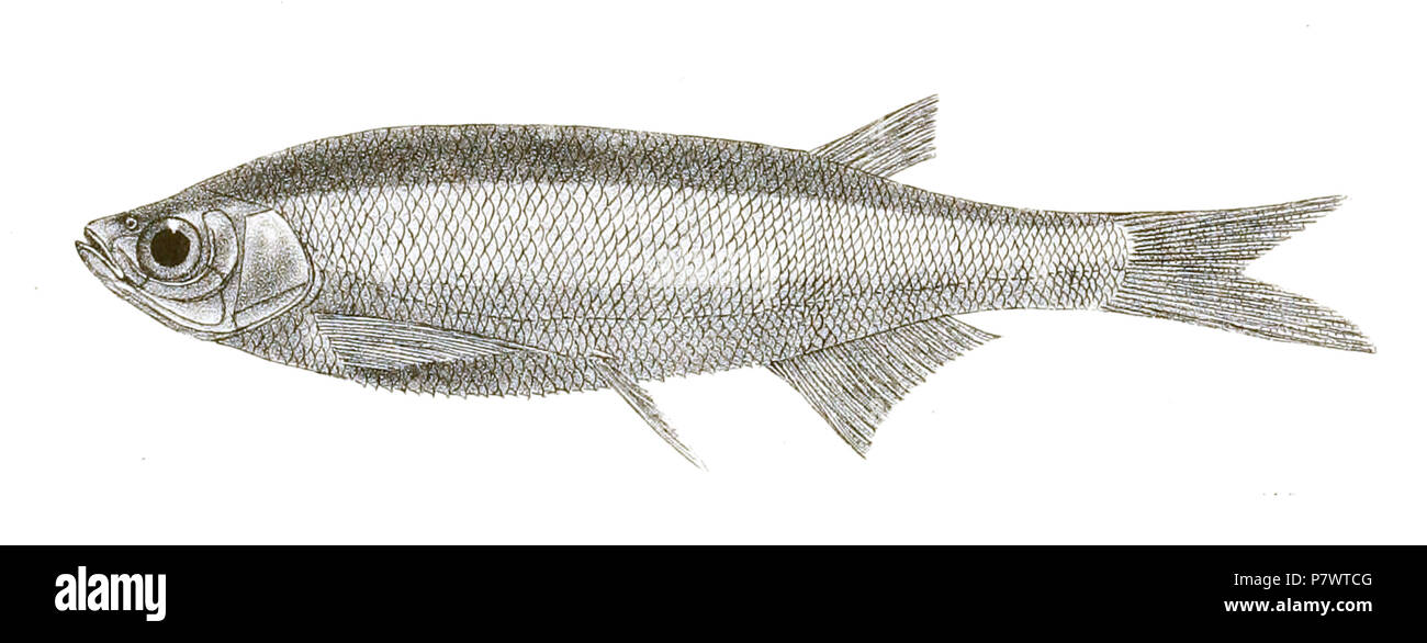 The species names / identity need verification - original names from ...