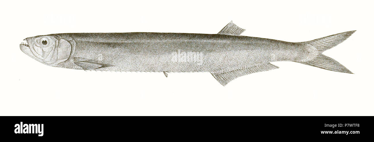 The species names / identity need verification - original names from ...