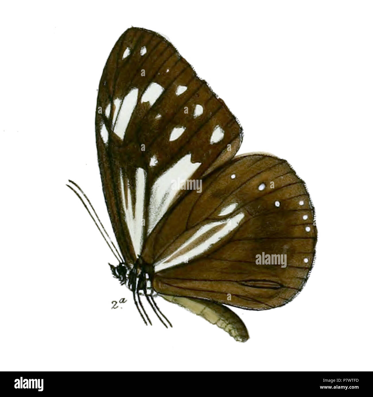 Parantica taprobana hi-res stock photography and images - Alamy