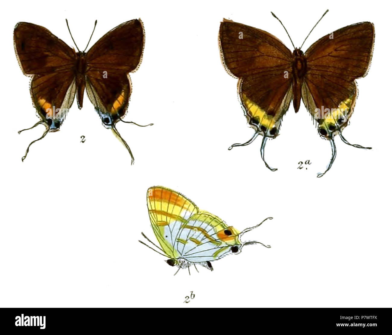 Thecloides hi-res stock photography and images - Alamy