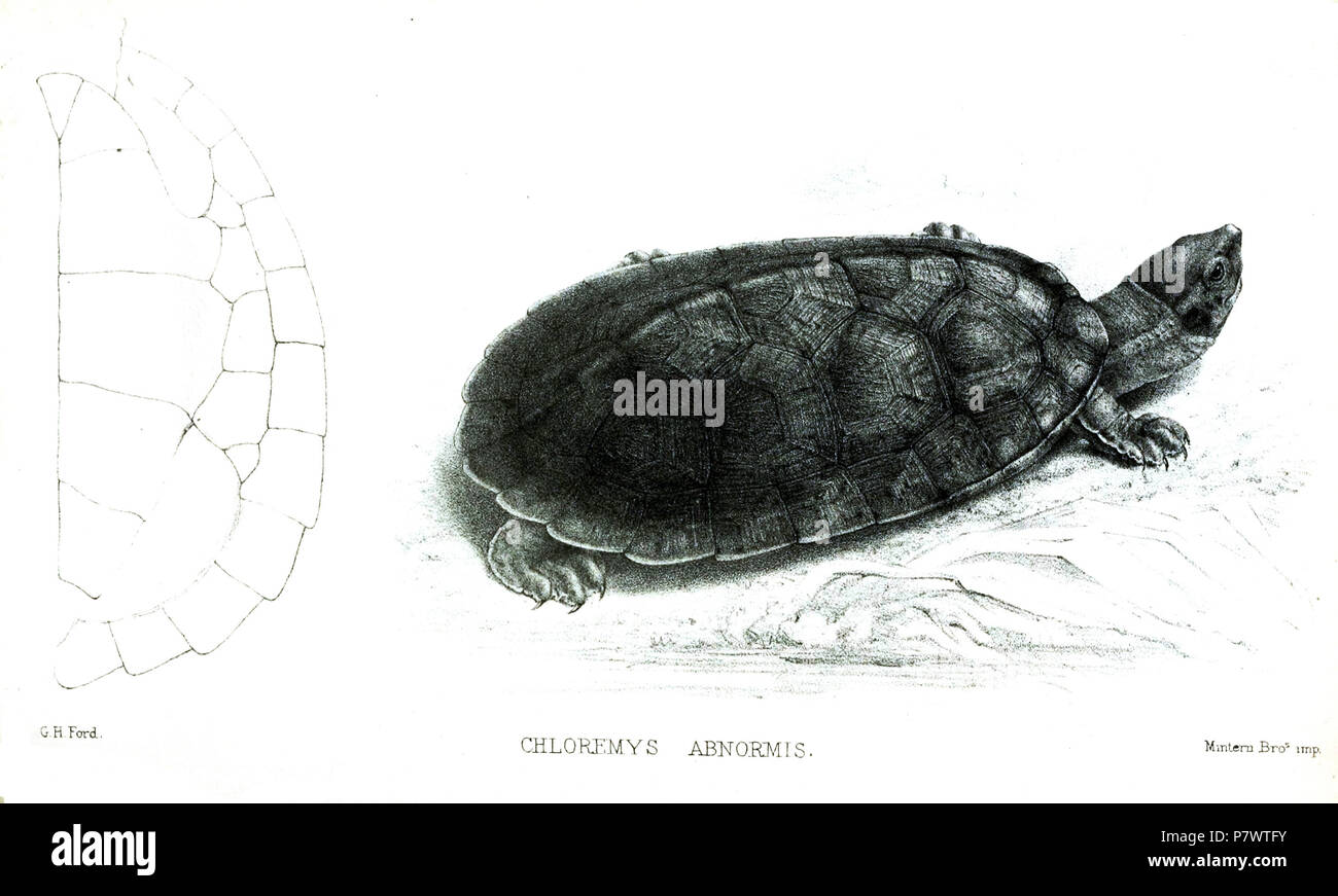 Chloremys abnormis = Dermatemys mawii Gray, 1847, young English ...