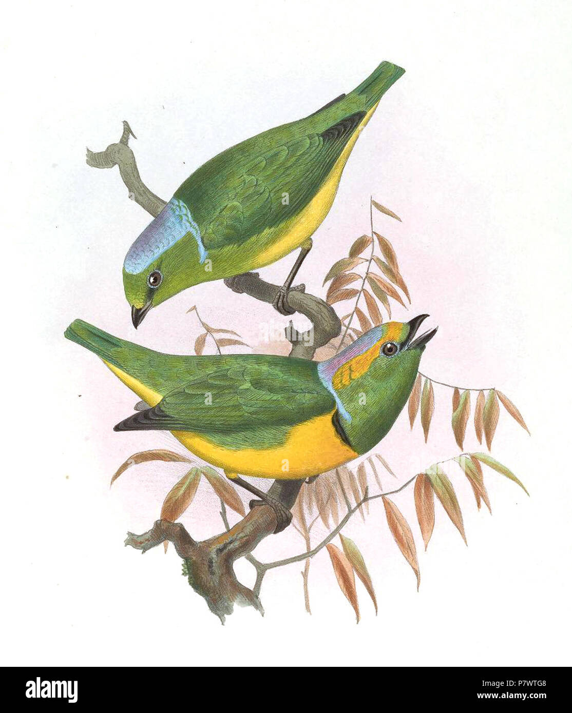 Historical bird species drawings hi-res stock photography and images ...